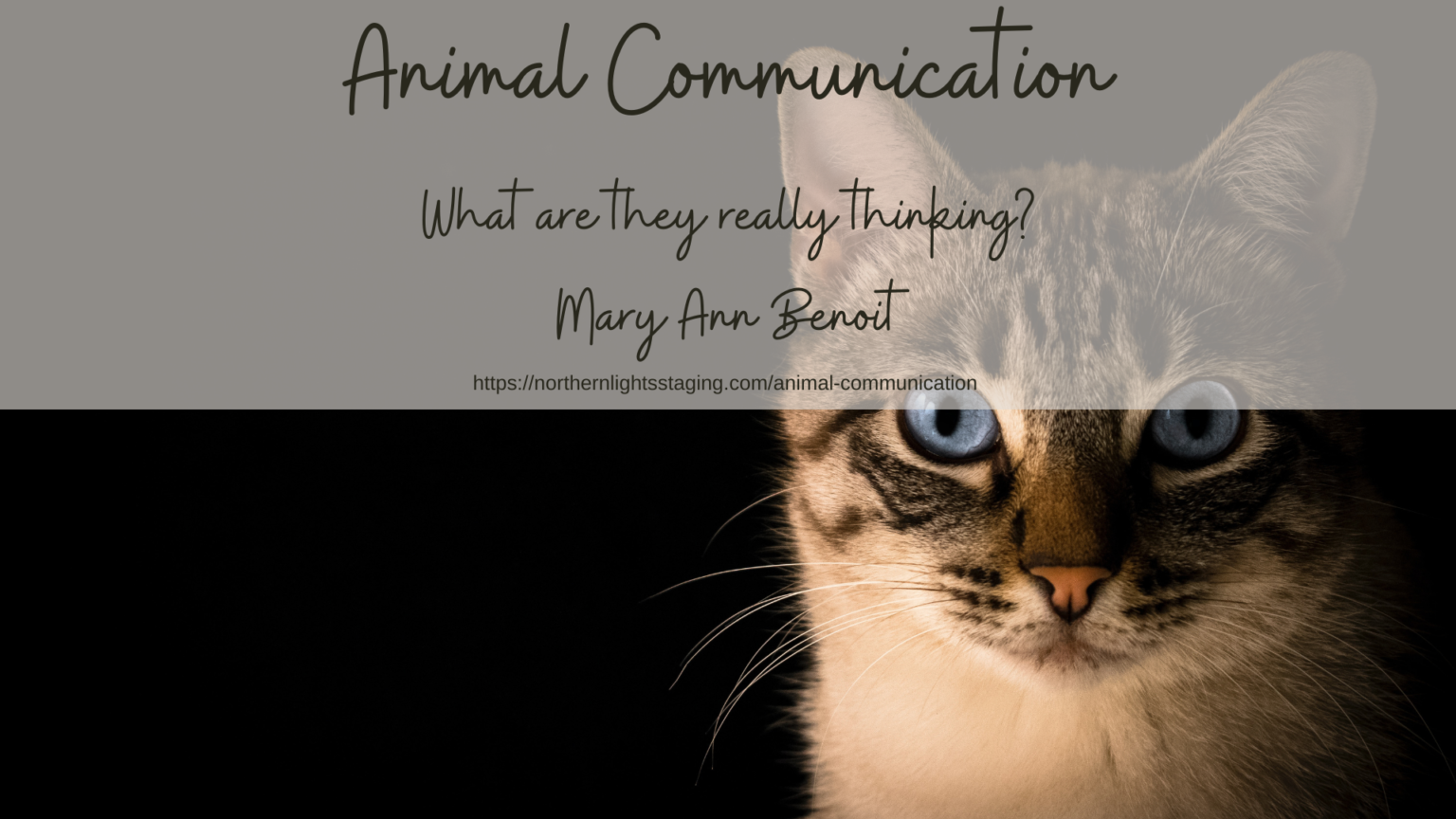 Animal Communication | Mary Ann Benoit-Northern Lights Home Staging and ...