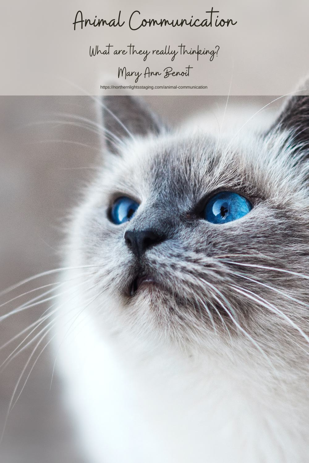 Animal Communication – Mary Ann Benoit-Northern Lights Home Staging and ...