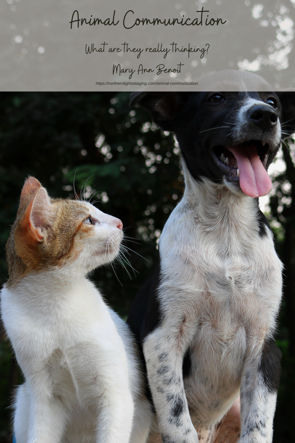 Animal Communication – Mary Ann Benoit-Northern Lights Home Staging and ...