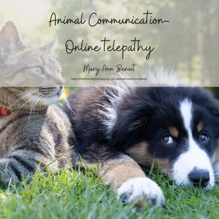 Animal Communication | Mary Ann Benoit-Northern Lights Home Staging and ...